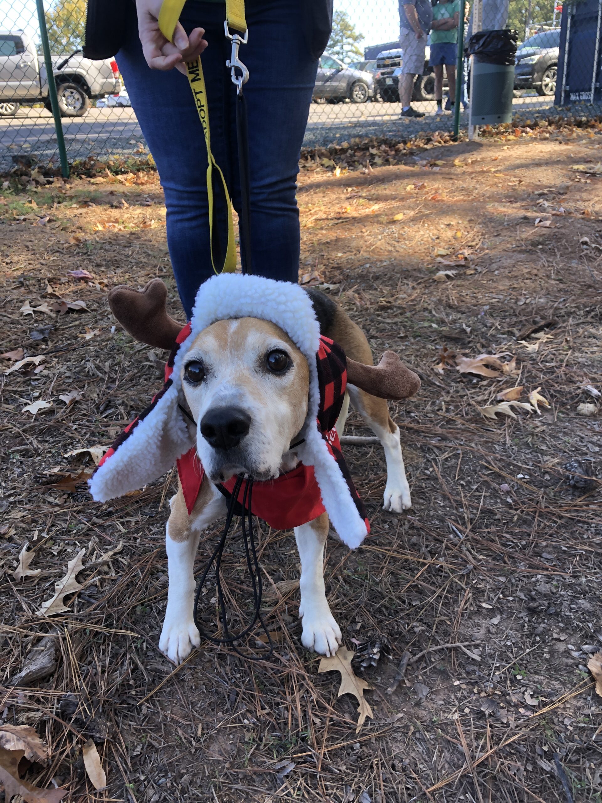 Barkyard | Boxyard RTP