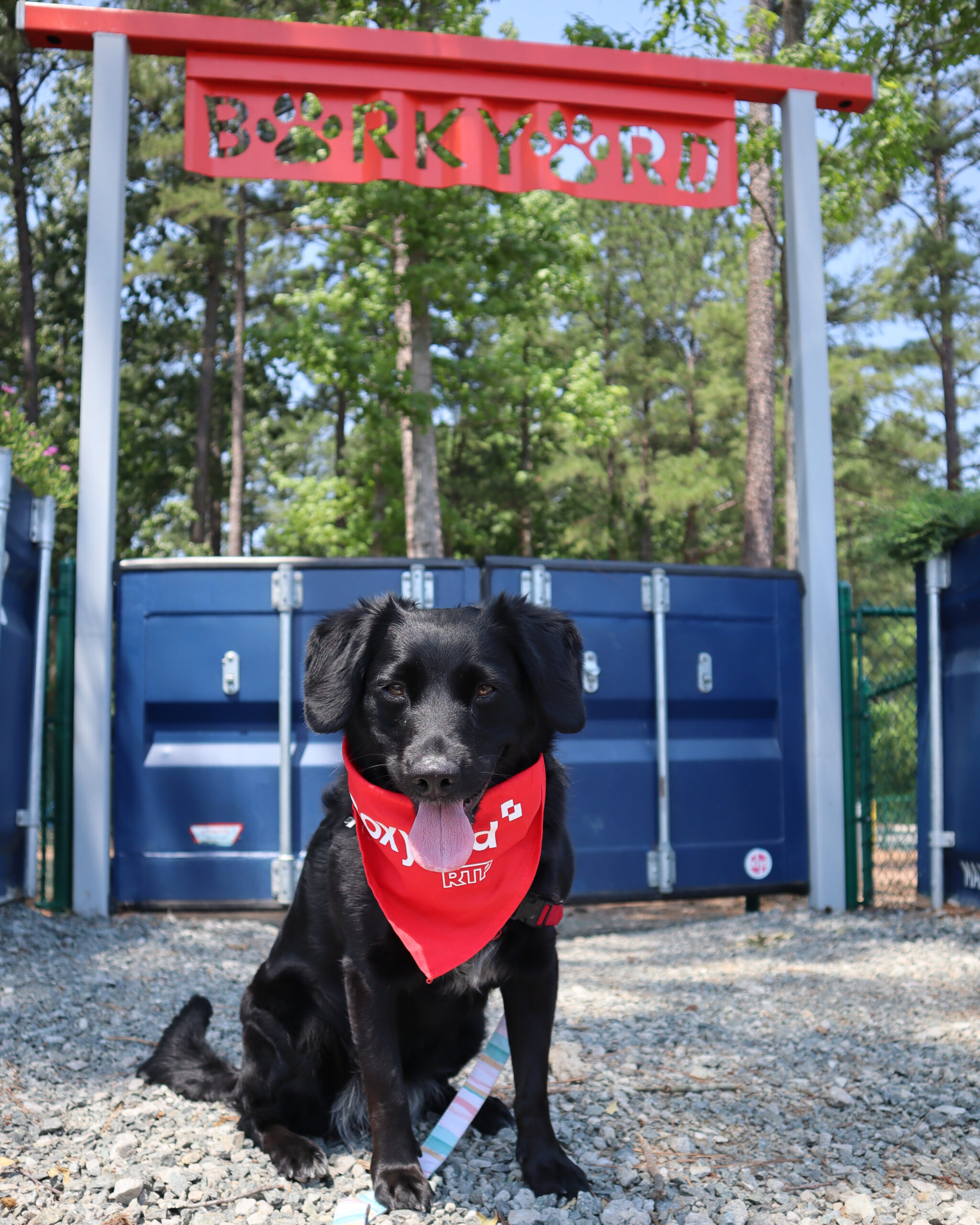 Barkyard | Boxyard RTP