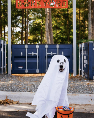 Barkyard | Boxyard RTP